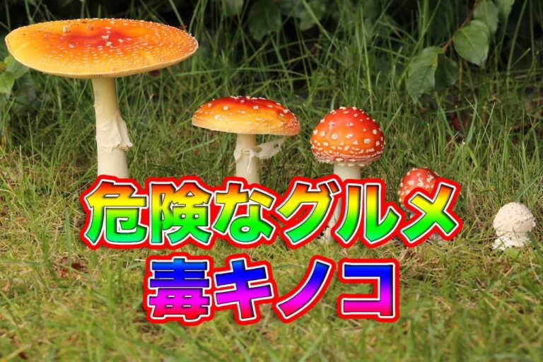 毒キノコは美味しい? 危険過ぎてオススメできないグルメ アリエナイ理科ポータル